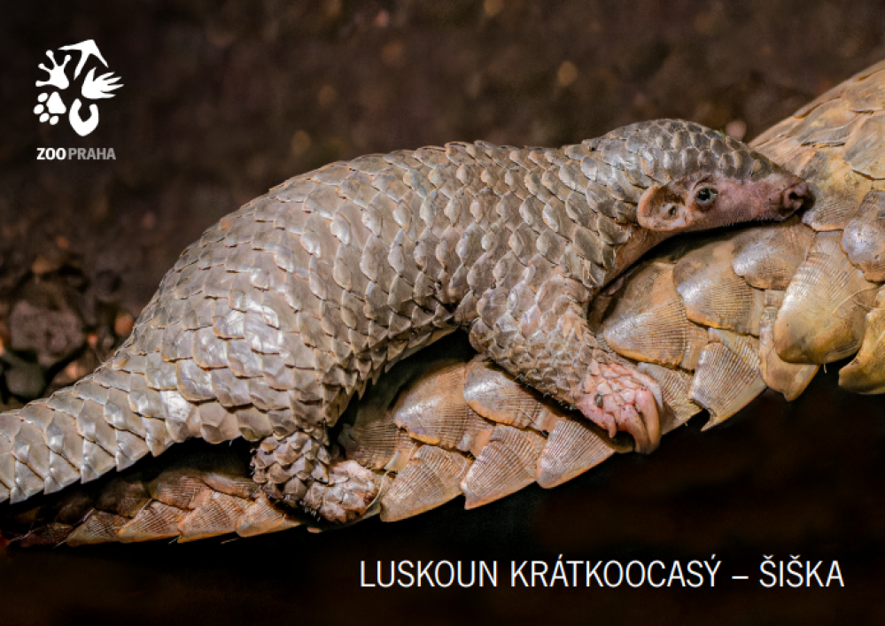 Pohled luskoun Šiška