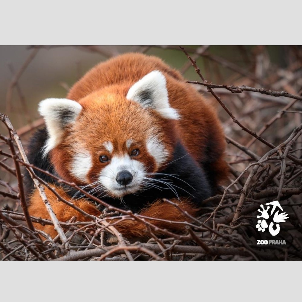 Pohlednice Zoo Praha – panda červená II